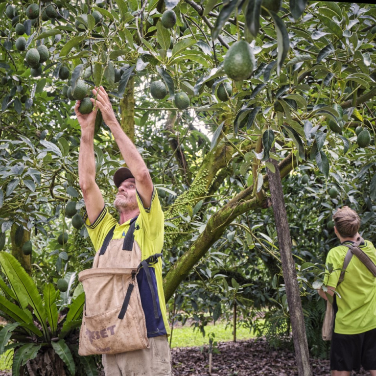 Ground picking | Primo Produce